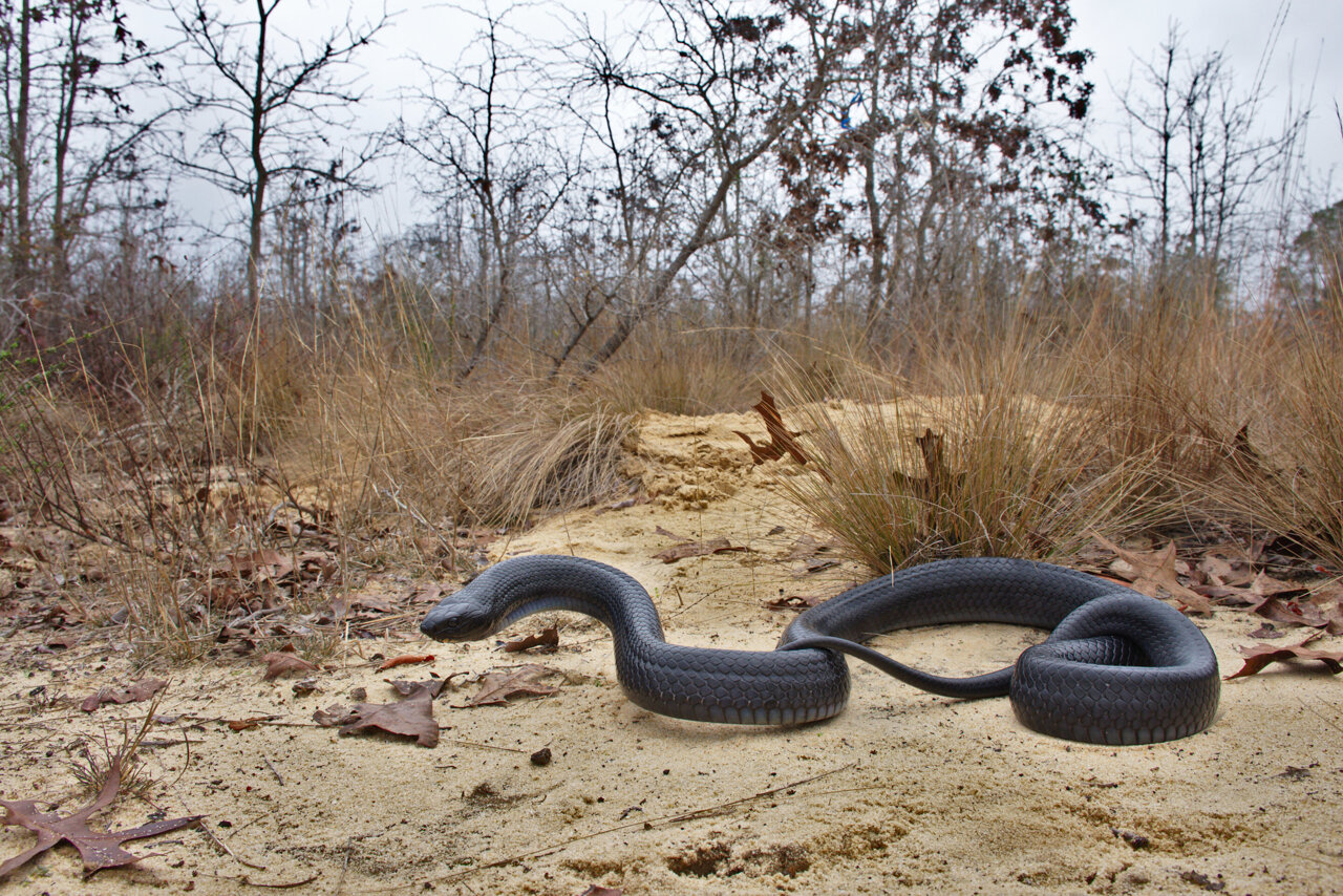 Genetic material in soil can indicate rare snake's presence