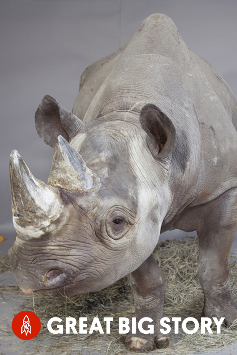 Jooba's journey, the plight of the eastern black rhino