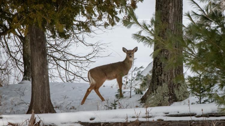 Michigan's regular firearm deer hunting season kicks off this weekend