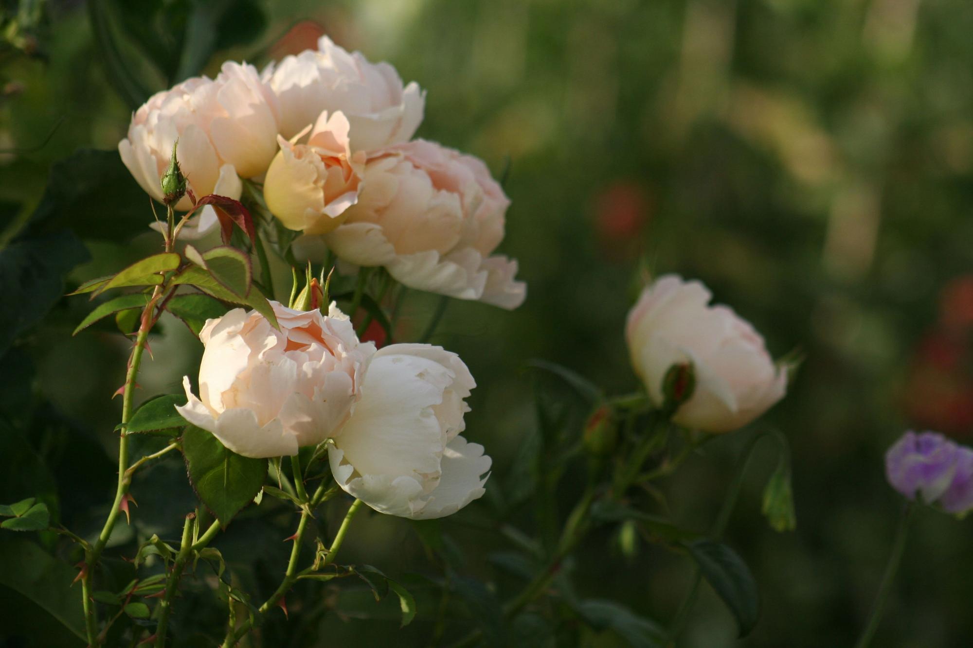 Winter Rose Pruning Workshop to take place at the beautiful Easton ...
