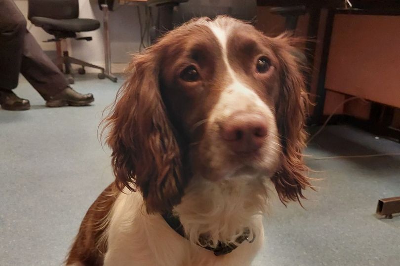 Police in Hamilton issue appeal to find owner of lost Springer Spaniel