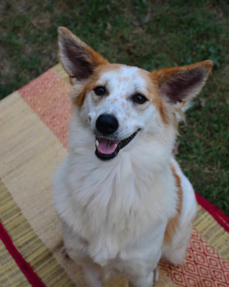 Adopt a Pet: Meet some adorable furry buddies from Delhi-NCR who are ...