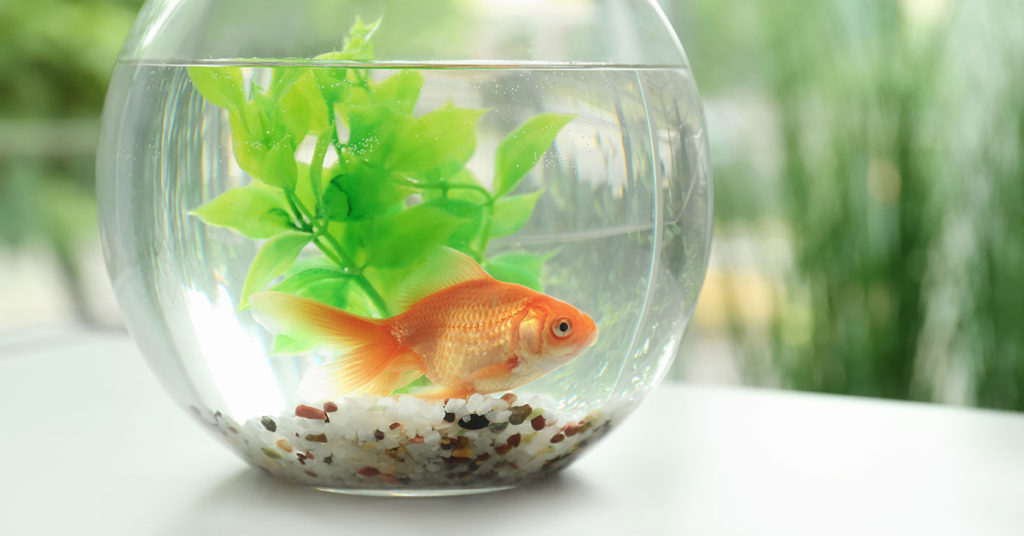 14 Common Myths Debunked By Science