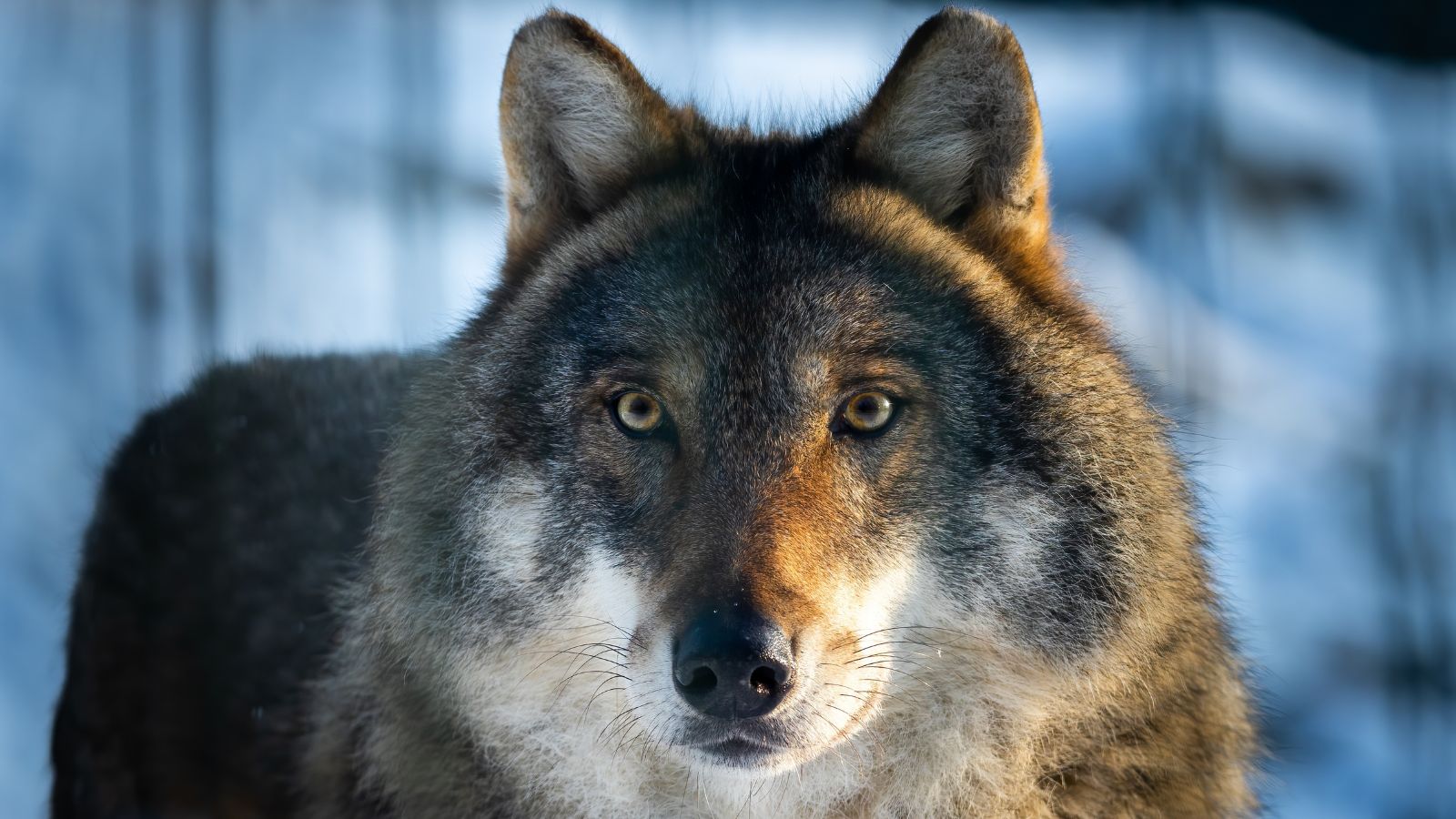 Meet the 17 Most Powerful Predators in History