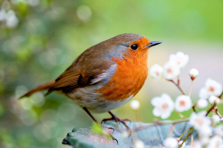 26 common British birds and how to spot them