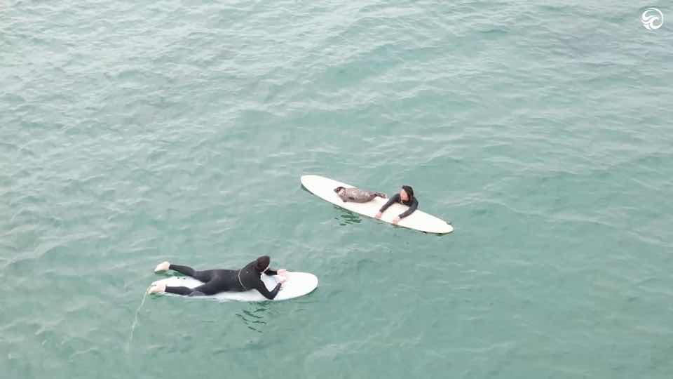 SEAL HANGS OUT WITH SURFERS