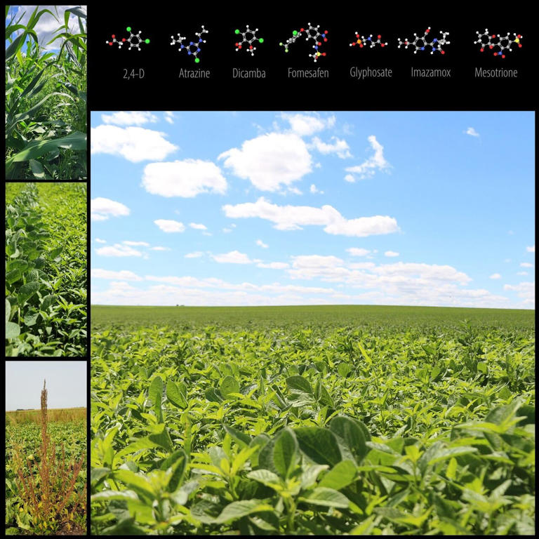 Study shows seed impact mills clobber waterhemp seed viability