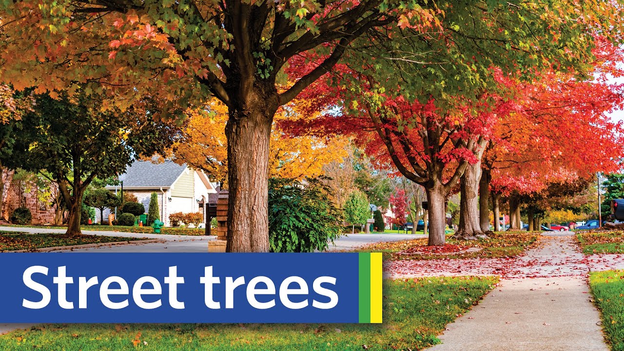 Why Street Trees Matter More Than You Think 🌿