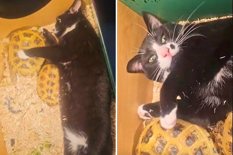 Internet Obsessed With Cat Caught 'Spooning' Tortoises