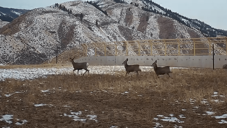 Idaho 21 overpass sees safe crossing of 1,000 mule deer