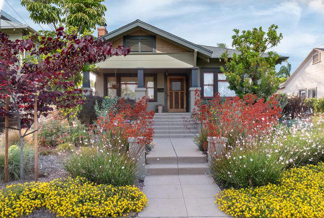 How to Plant and Grow Sundrops Plants for a Splash of Gold in Your Garden