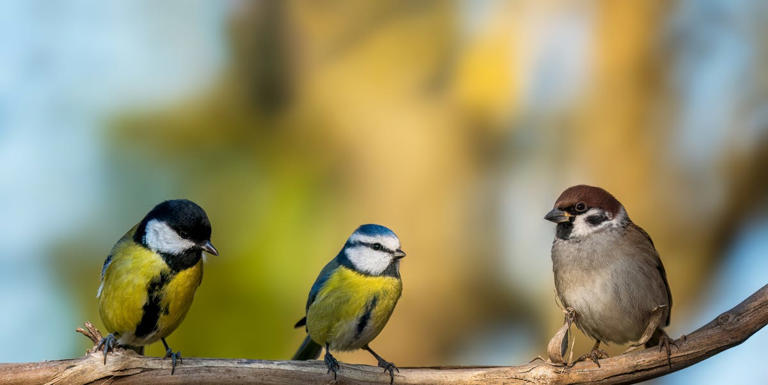 26 common British birds and how to spot them