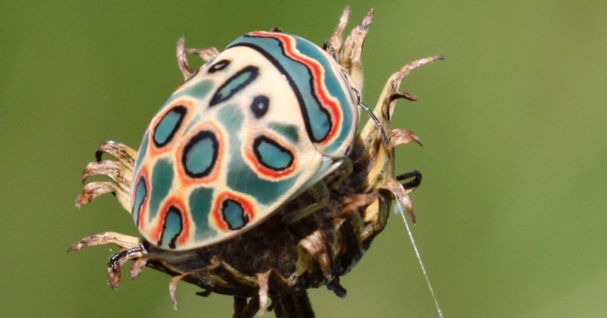 The Picasso Bug Is As Beautiful As It Is Smelly