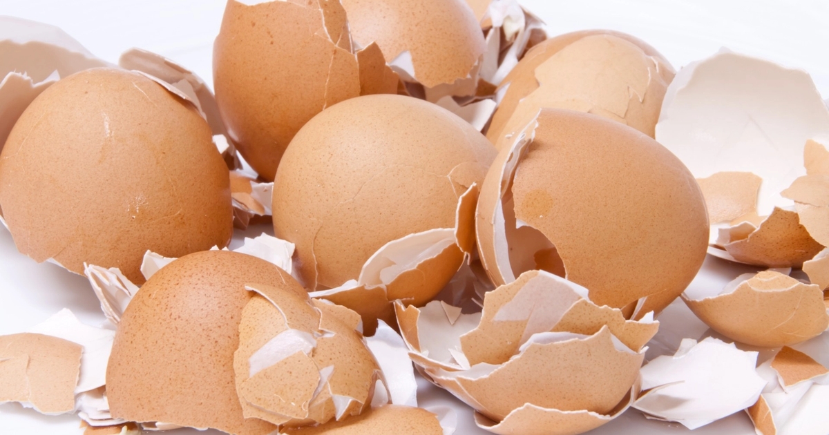 How to Dispose of Eggshells Correctly: Organic Waste or Not?