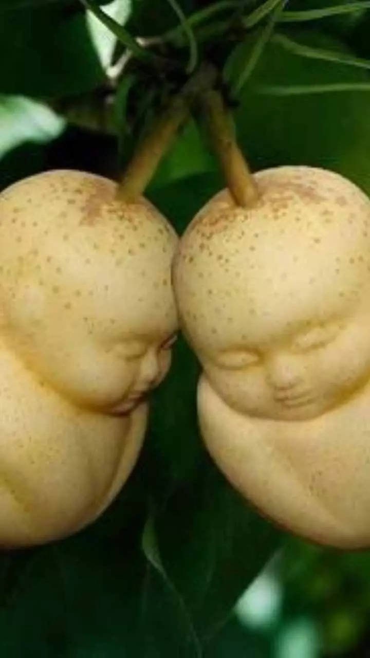 10 most expensive fruits in the world