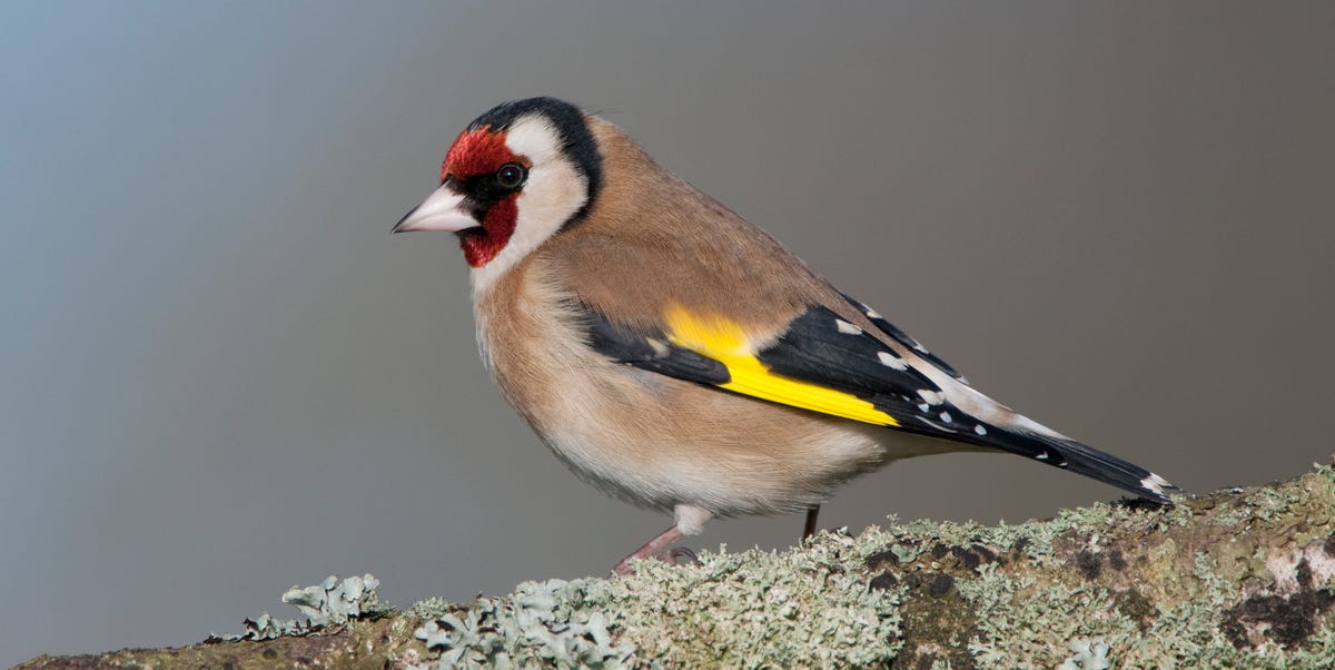 Get involved in the RSPB Big Garden Birdwatch 2025