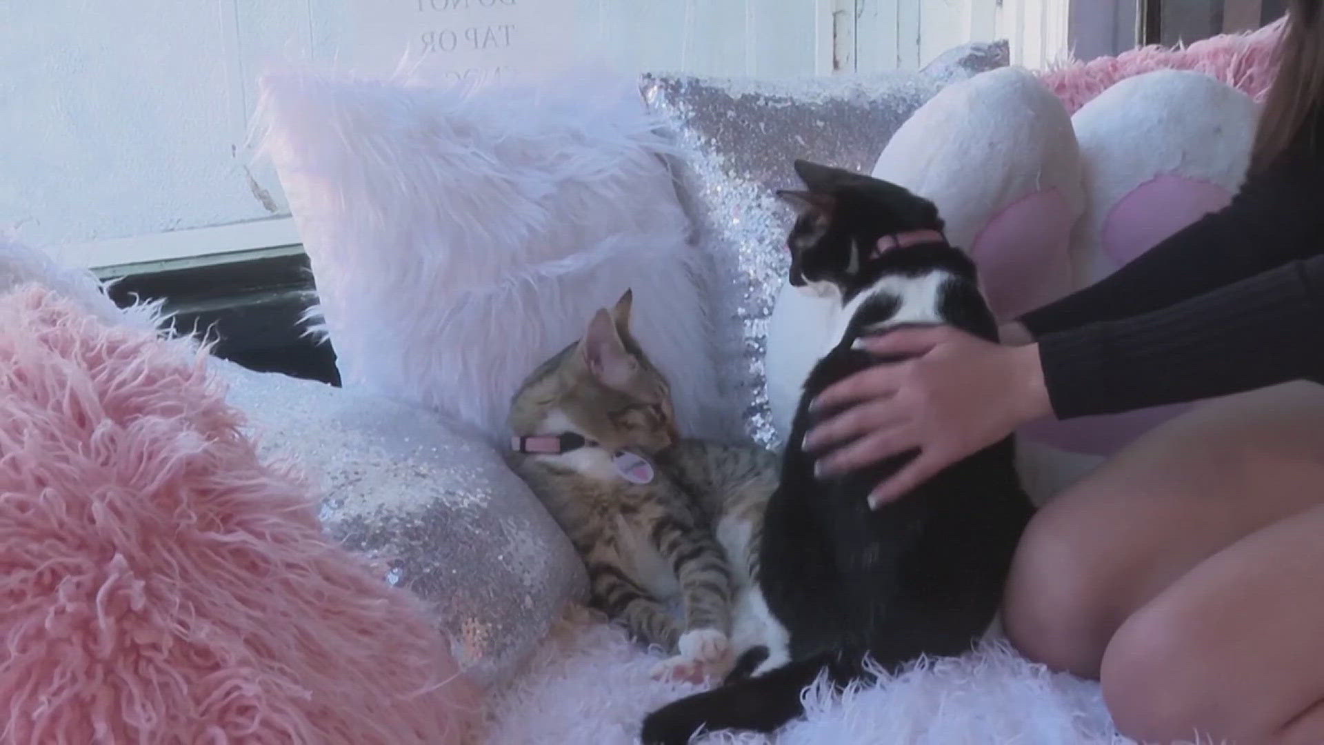California cat cafe offers free cuddle sessions for wildfire victims