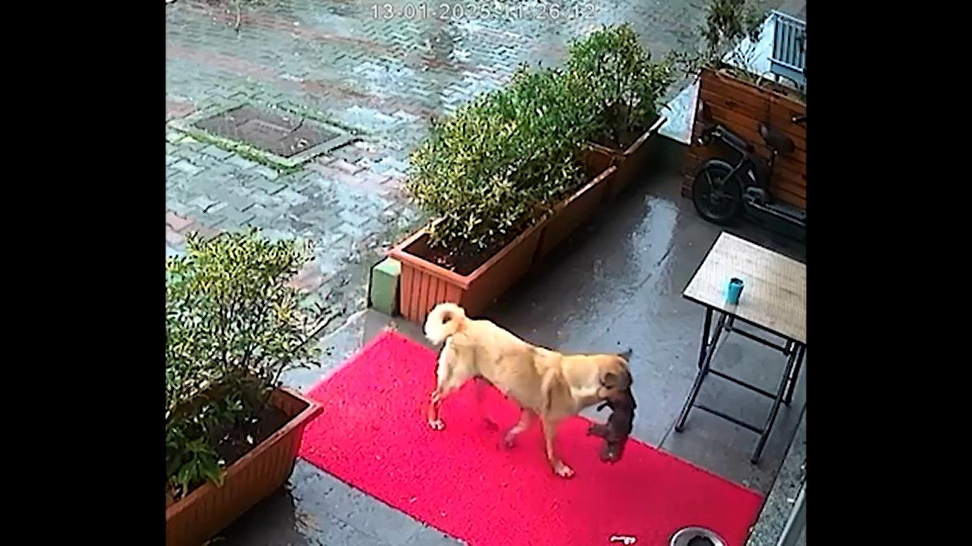 Mother dog stuns vets in Turkey by carrying her unconscious ...