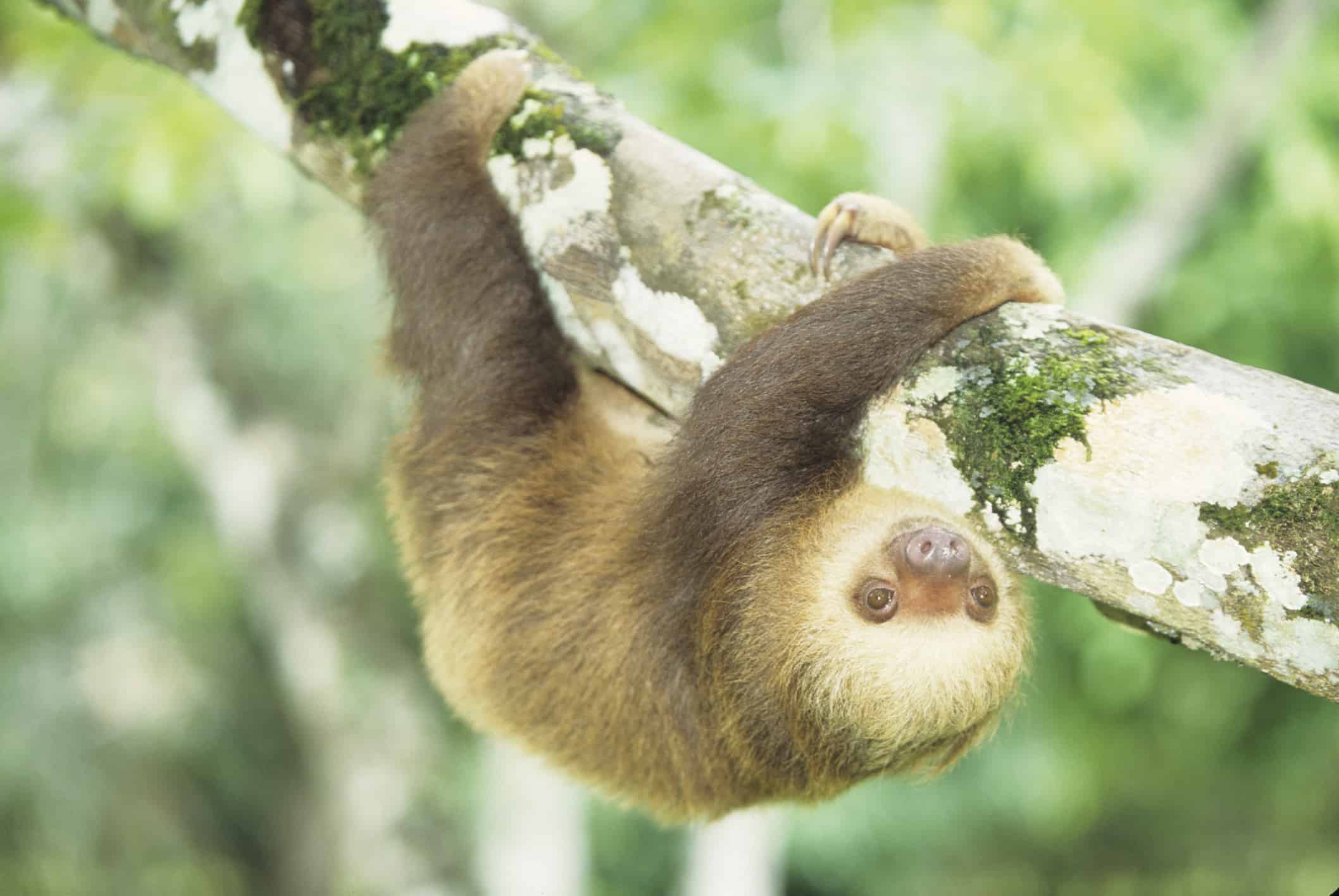 These Predators Pose a Threat to Peaceful Sloths