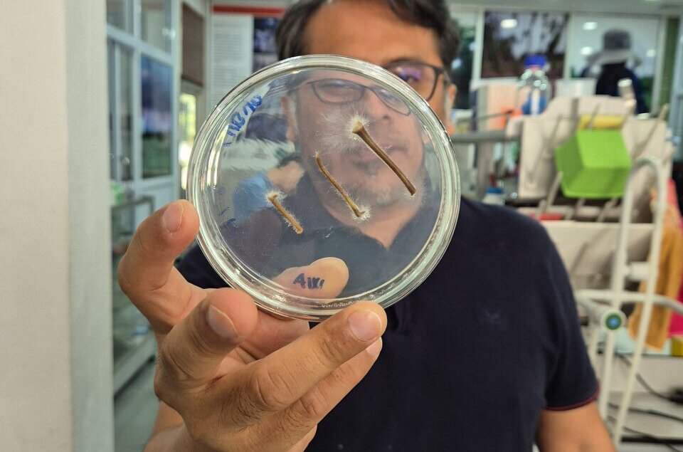 Uprooting cassava disease: Scientists identify causes of two ...