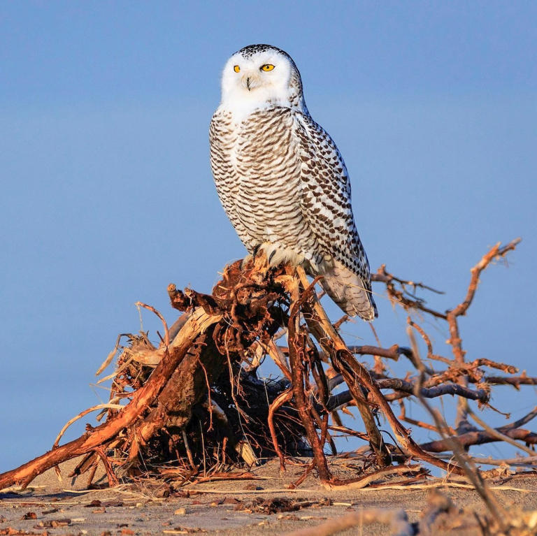 Snowy owl facts (and where to find them!)