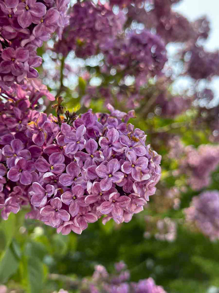 Discover a hidden Michigan paradise where cars don’t exist