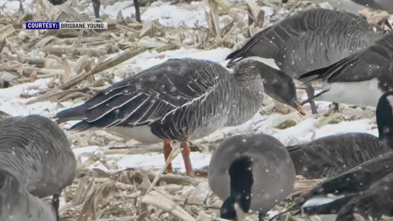 Rare goose spotted in Washington County