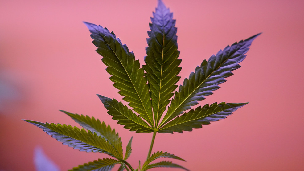 Florida's updated recreational marijuana plan: Will it make it to the ...