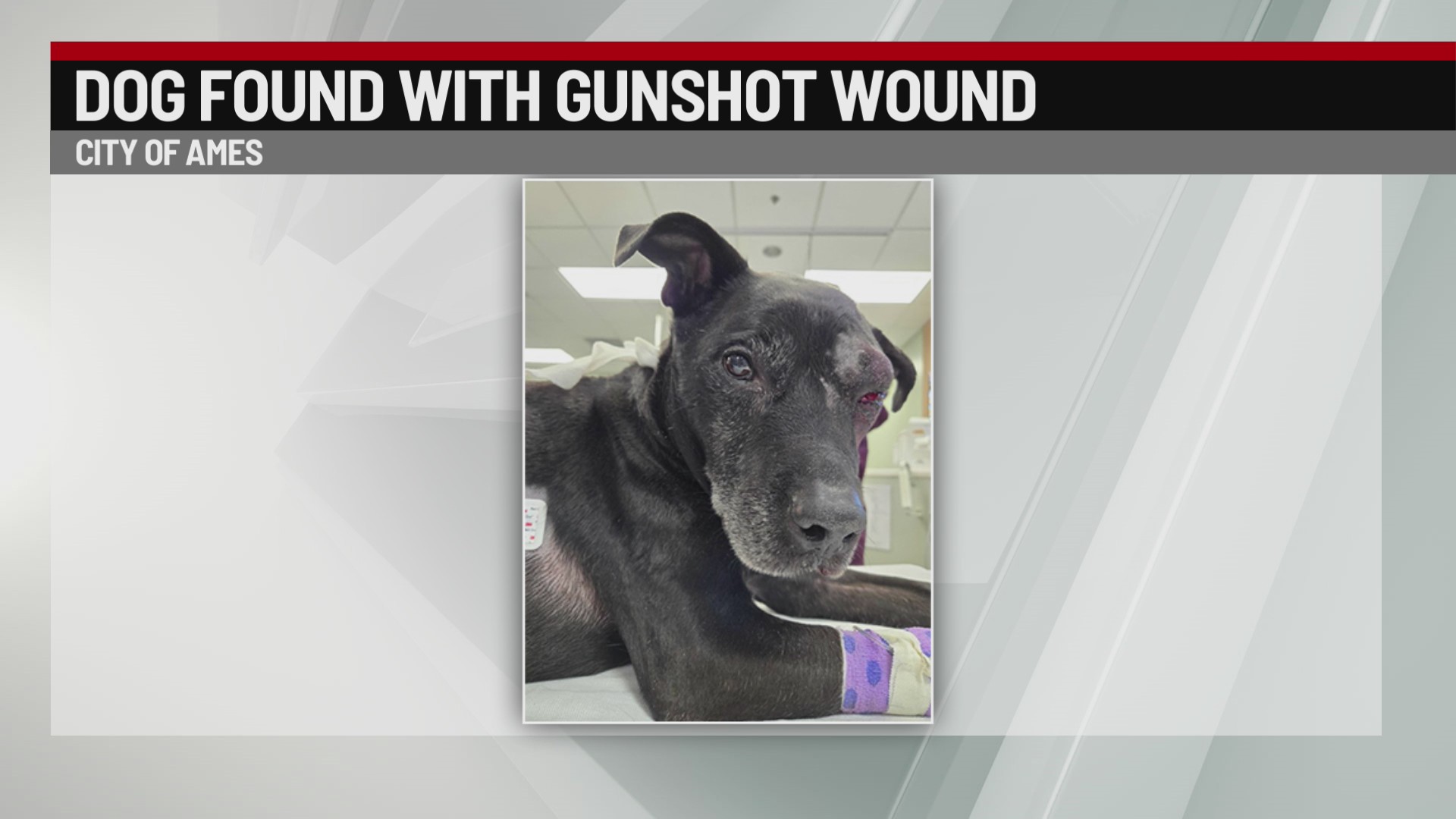Dog suffering from gunshot injury found in Ames, investigation underway