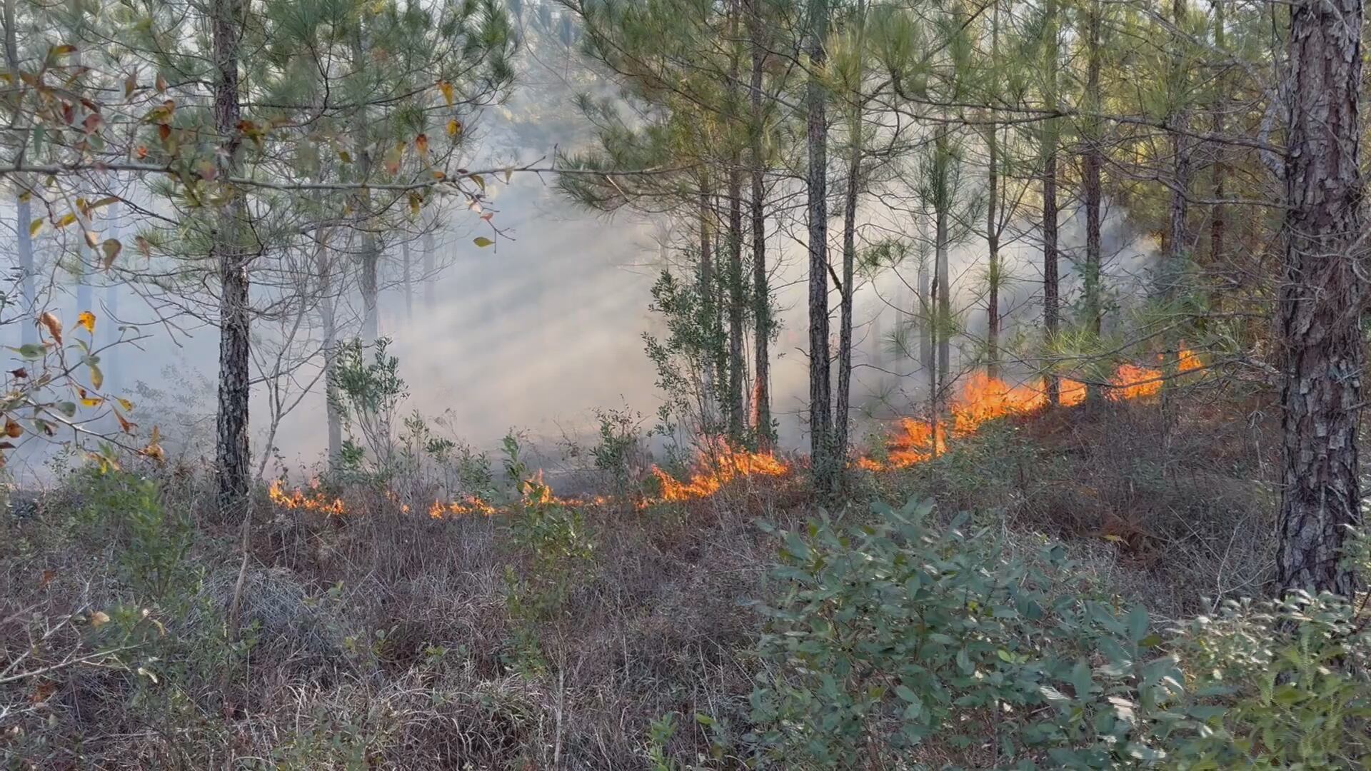 Georgia Forestry says forest fire is completely contained