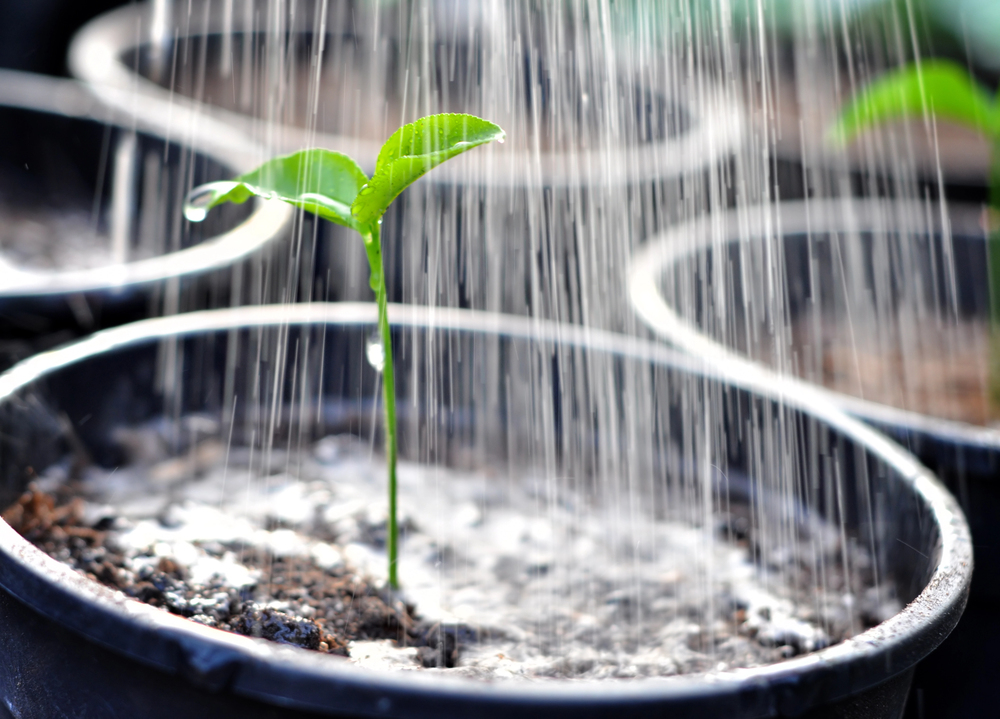 Signs your house plants need repotting