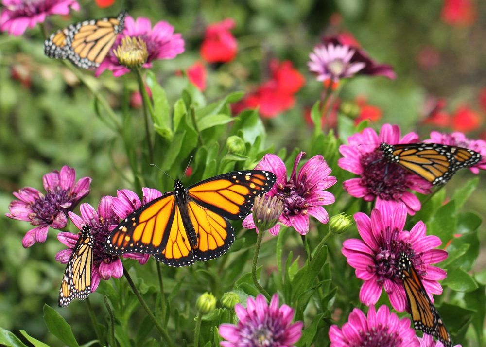 20 creative gardening projects to teach kids about nature