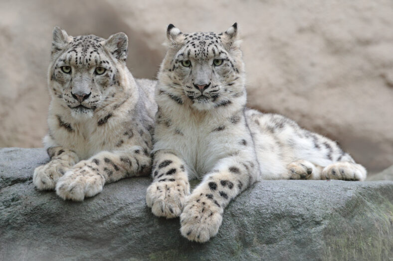 Mysteries Surrounding Snow Leopard Evolution Have Been Unraveled Thanks ...