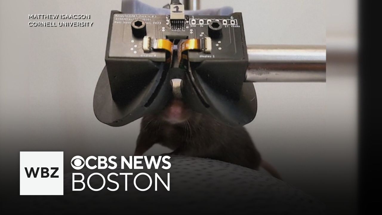 Scientists use virtual reality goggles on mice to learn more about memory