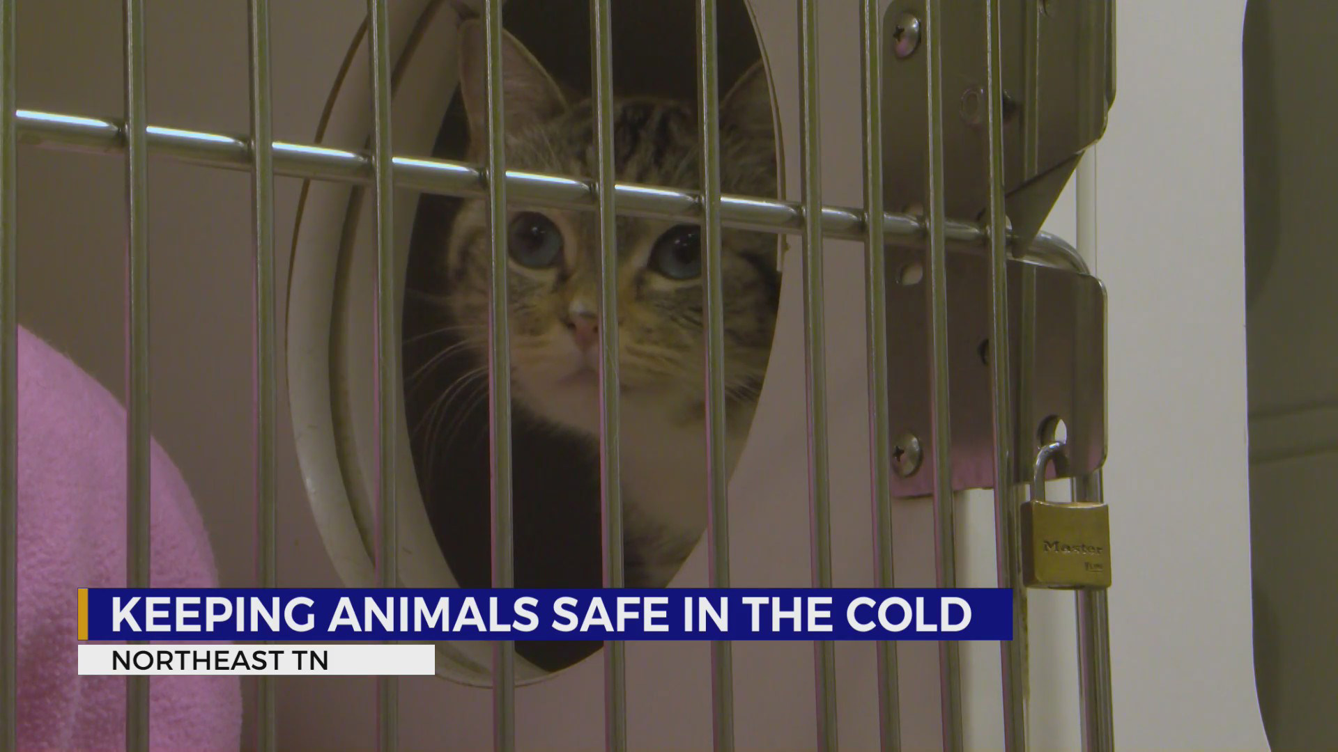 Keeping your pets warm Keeping your pets warm
