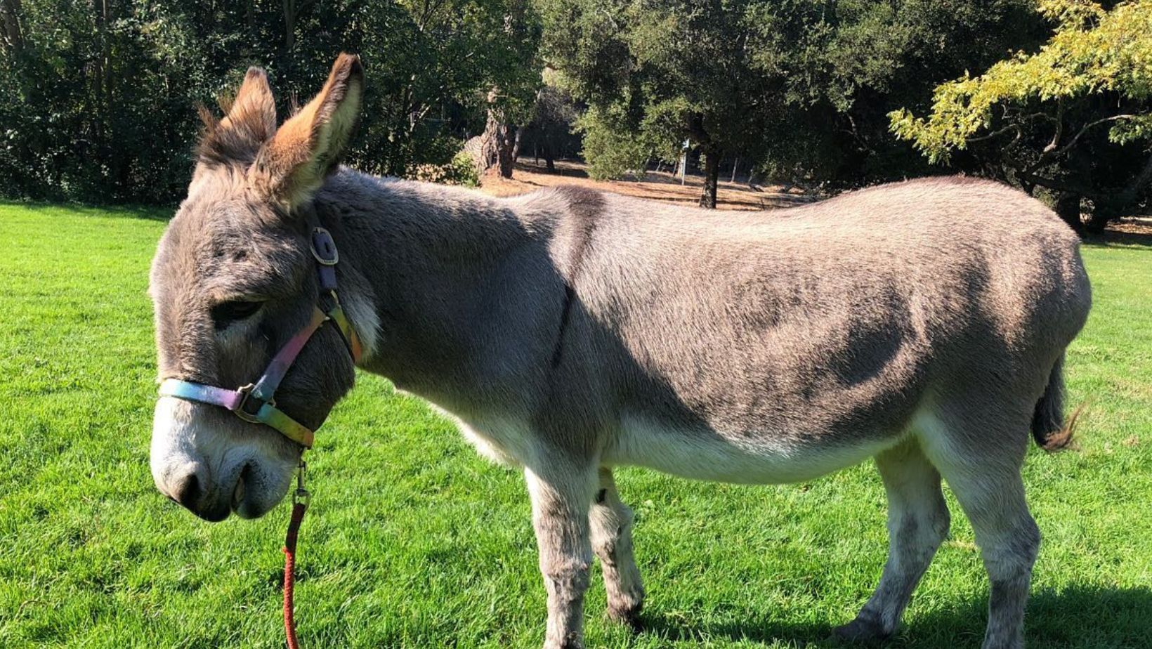 The donkey that inspired Shrek’s Donkey is dead