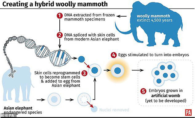 Scientists closer to bringing woolly mammoth back from extinction