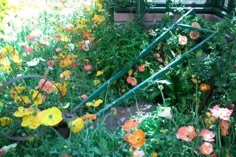 The Beautiful Butterfly