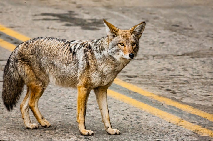North Texas beware, it is now coyote mating season