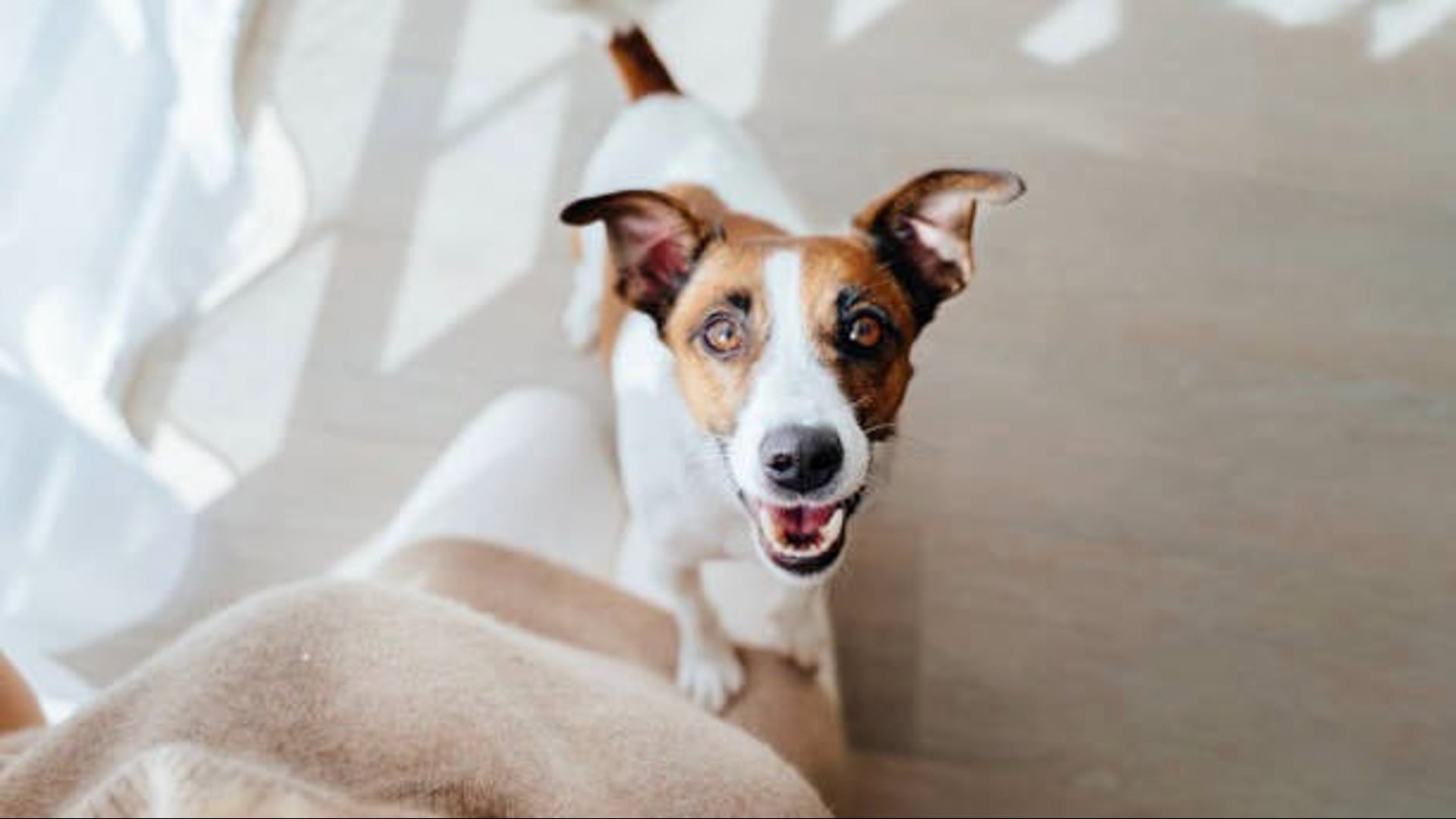 Les Six Races De Chiens Les Plus Intelligentes