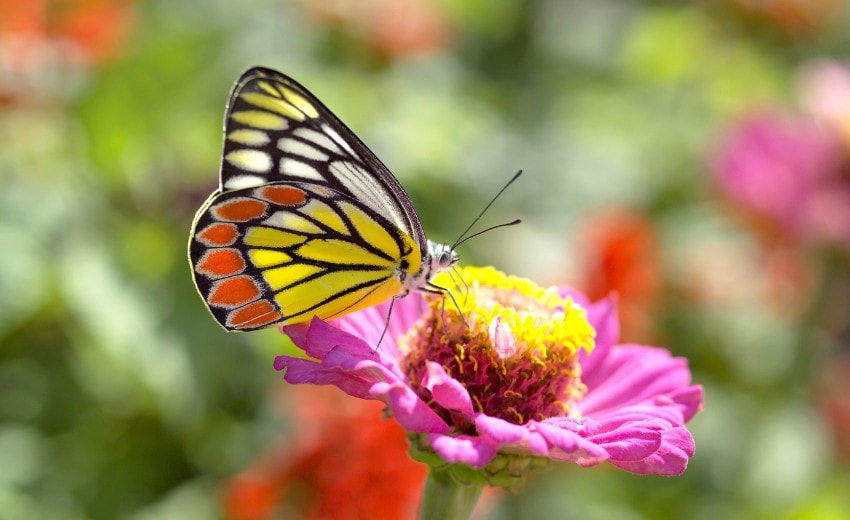 The Beautiful Butterfly