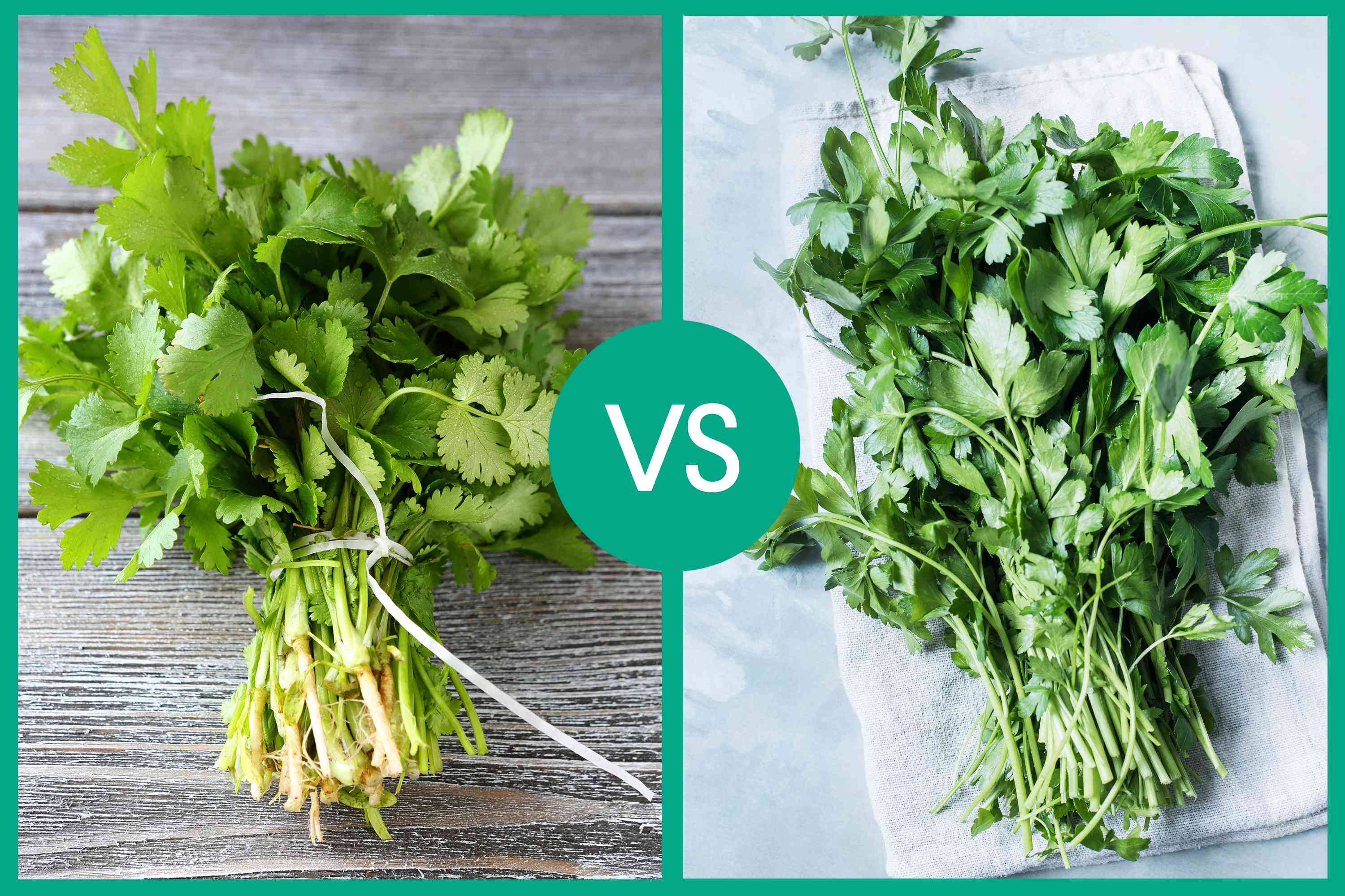 Are Coriander and Cilantro the Same Thing? Here's What You Should Know