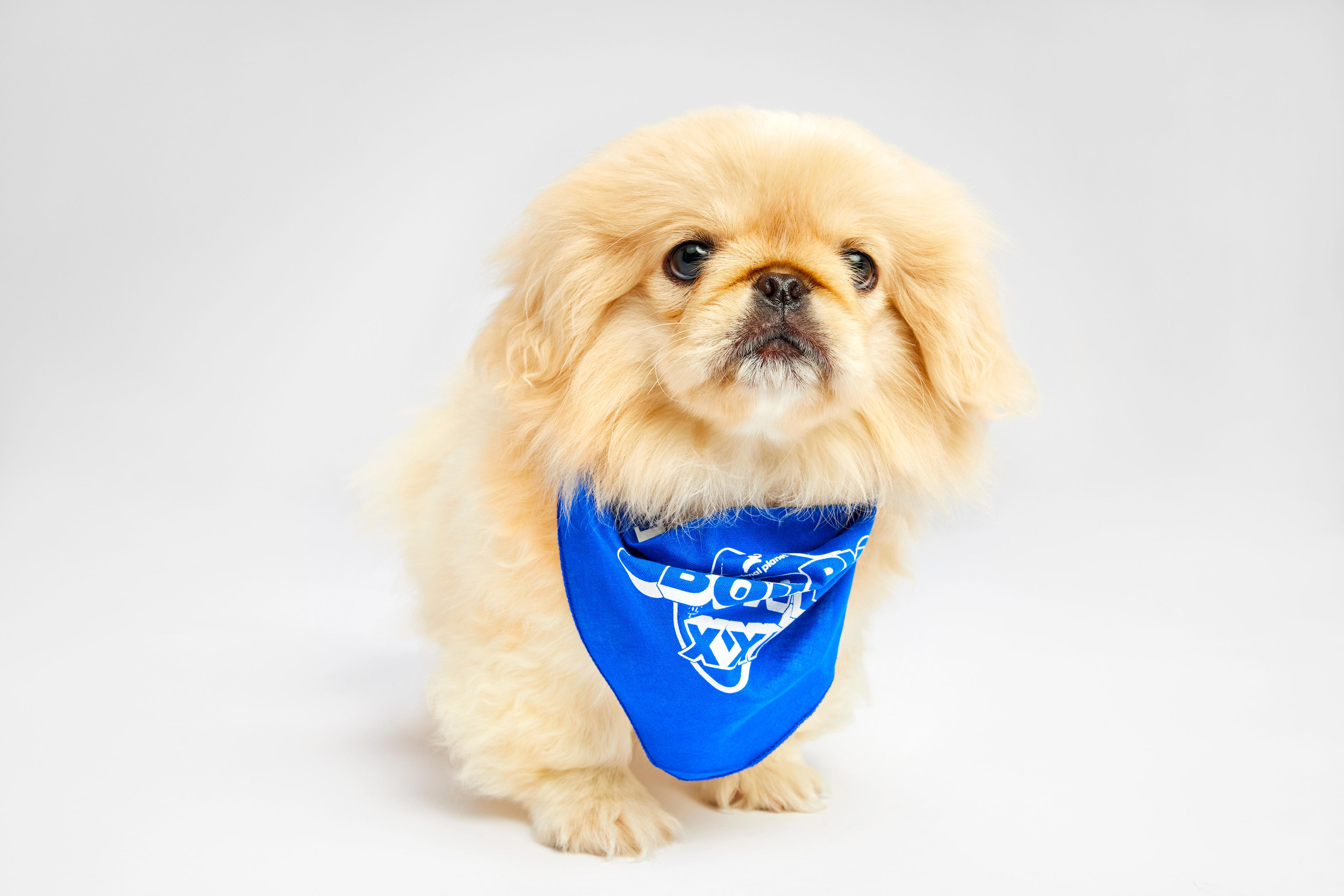 It's almost time for Puppy Bowl 2025. 11 things to know about this year ...