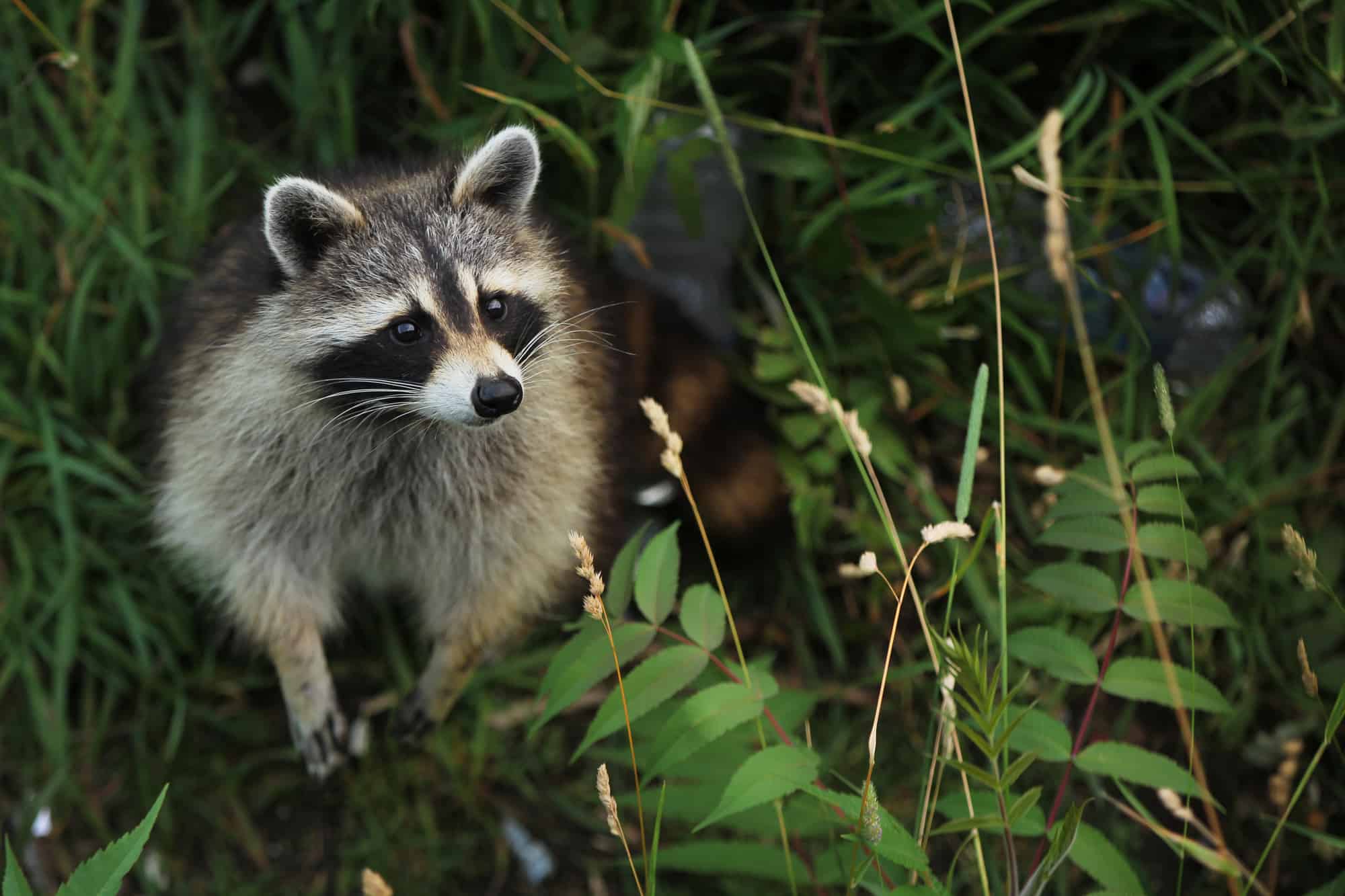 12 backyard projects that attract critters