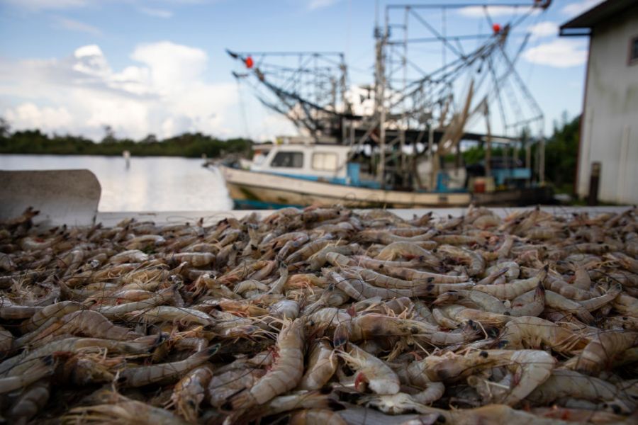 Louisiana to start enforcing new imported seafood labeling law