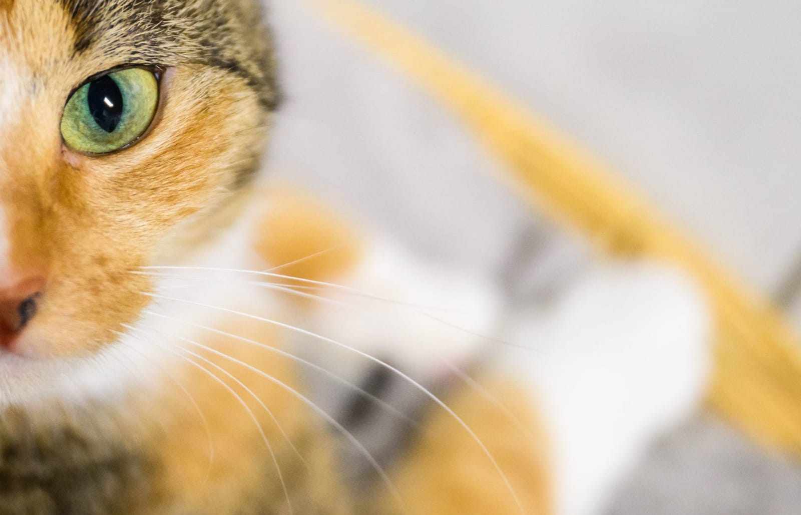 Fake animal rescue videos are scams that put cats and dogs in danger