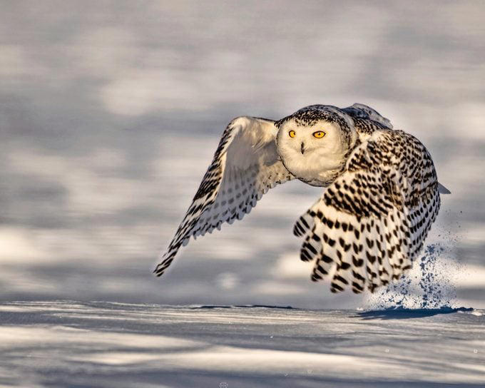 Snowy owl facts (and where to find them!)