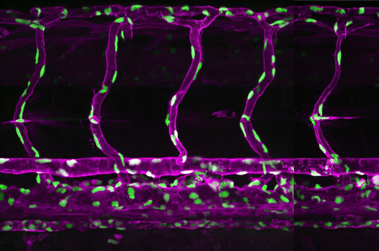 Water gives cells a push in blood vessel formation