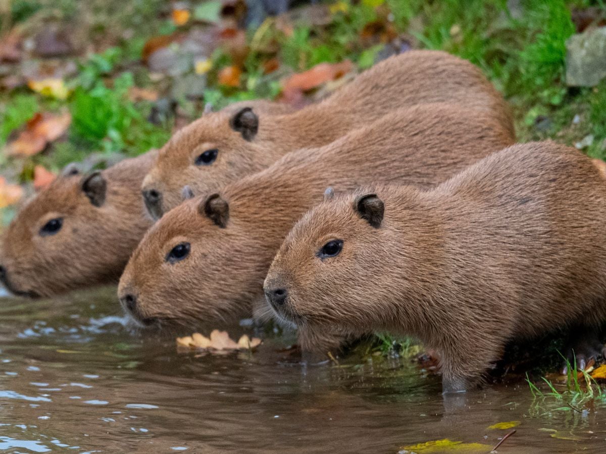 ¿Es legal tener un capibara como mascota y cuánto cuesta en México?
