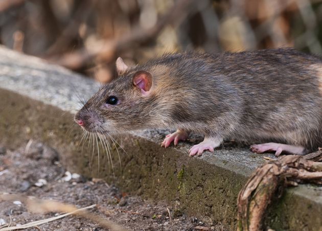 'Drug-Addicted Rats' Reportedly 'Enjoying' Marijuana After Invading ...